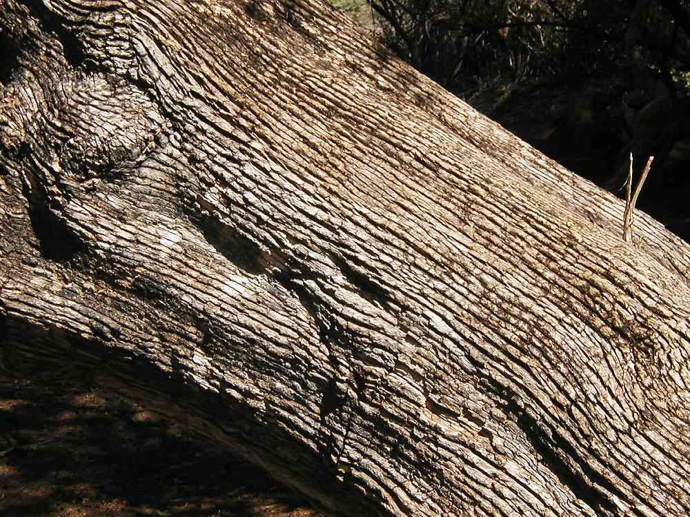 Alamos Trees; Vitex mollis